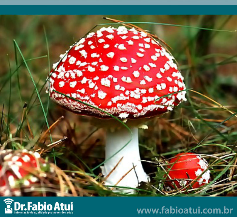 O que são pólipos? - Fabio Atui - Informação de Qualidade Promovendo Saúde